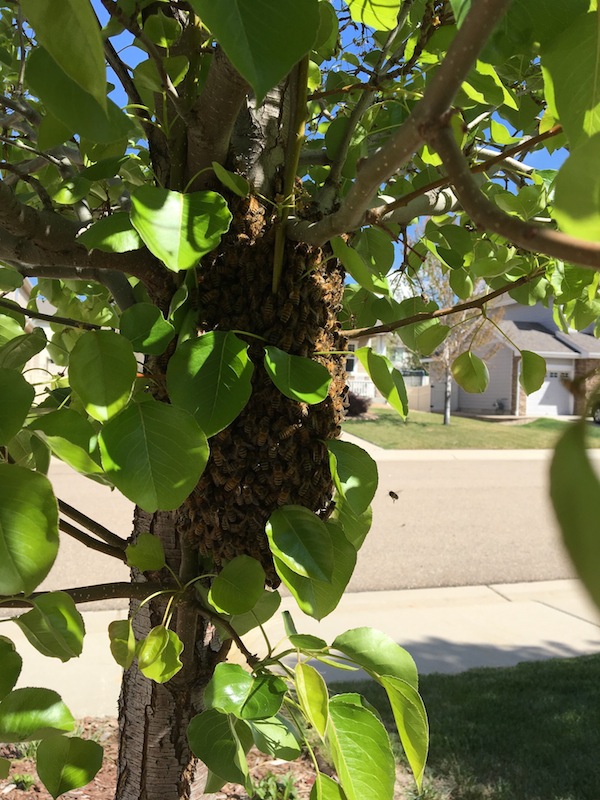 Emergency, Swarm, and Supercedure Cells, Oh My! - Backyard Beekeeping
